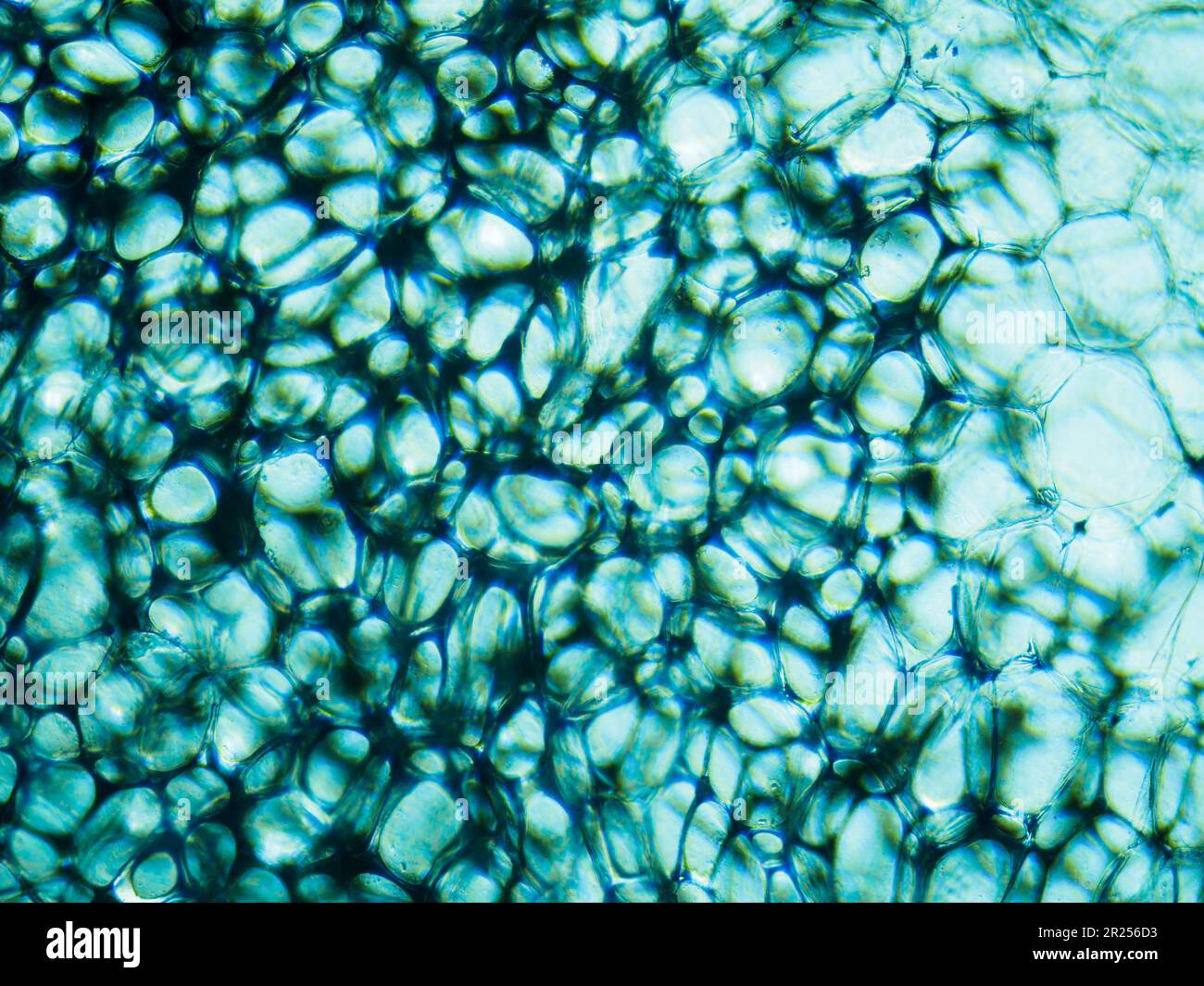 Vacuoli microscopio immagini e fotografie stock ad alta risoluzione - Alamy