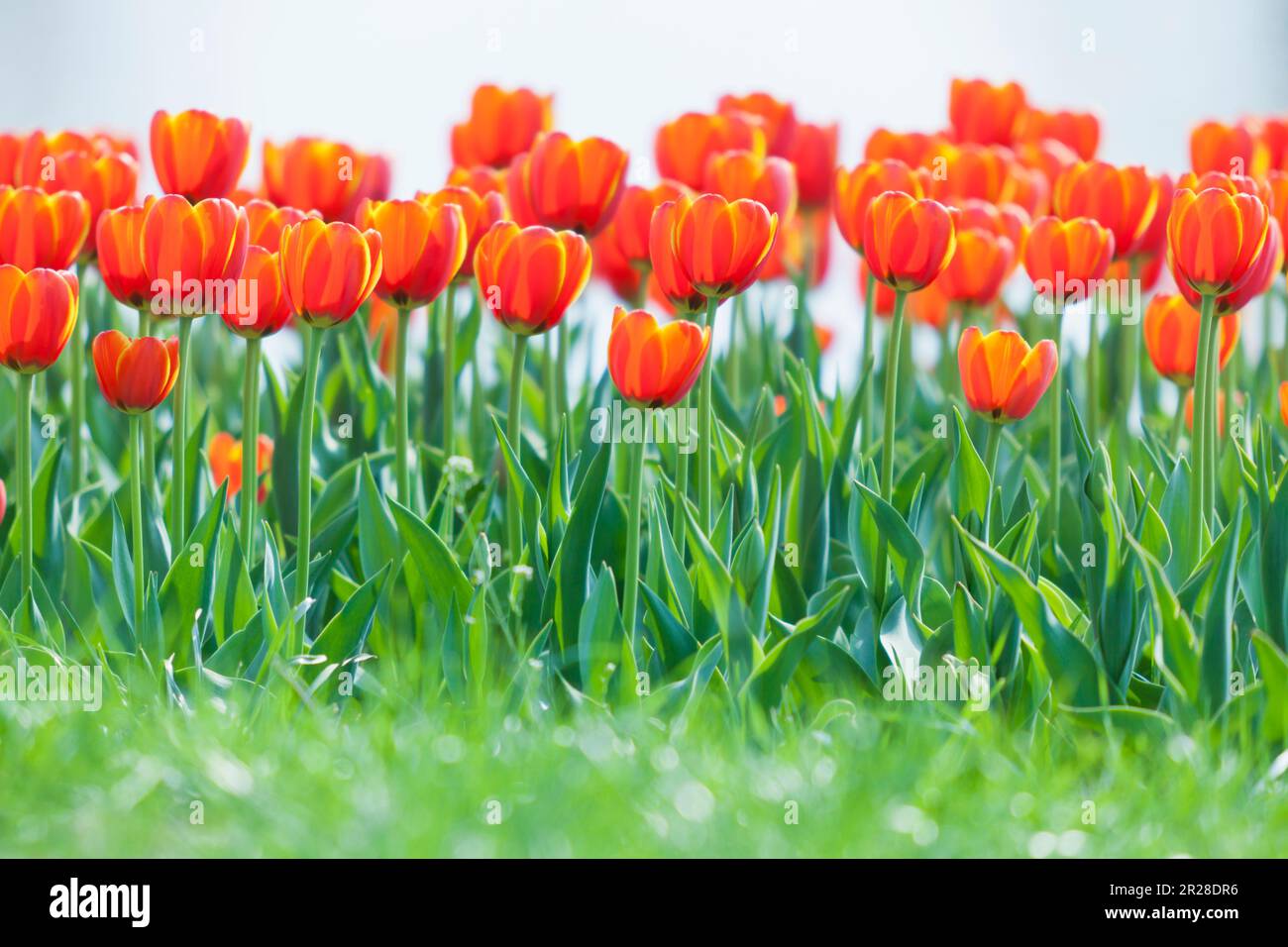 Colore dell'acqua del tulipano immagini e fotografie stock ad alta ...