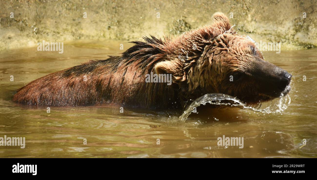 Howletts e port lympne parchi animali selvatici kent immagini e ...