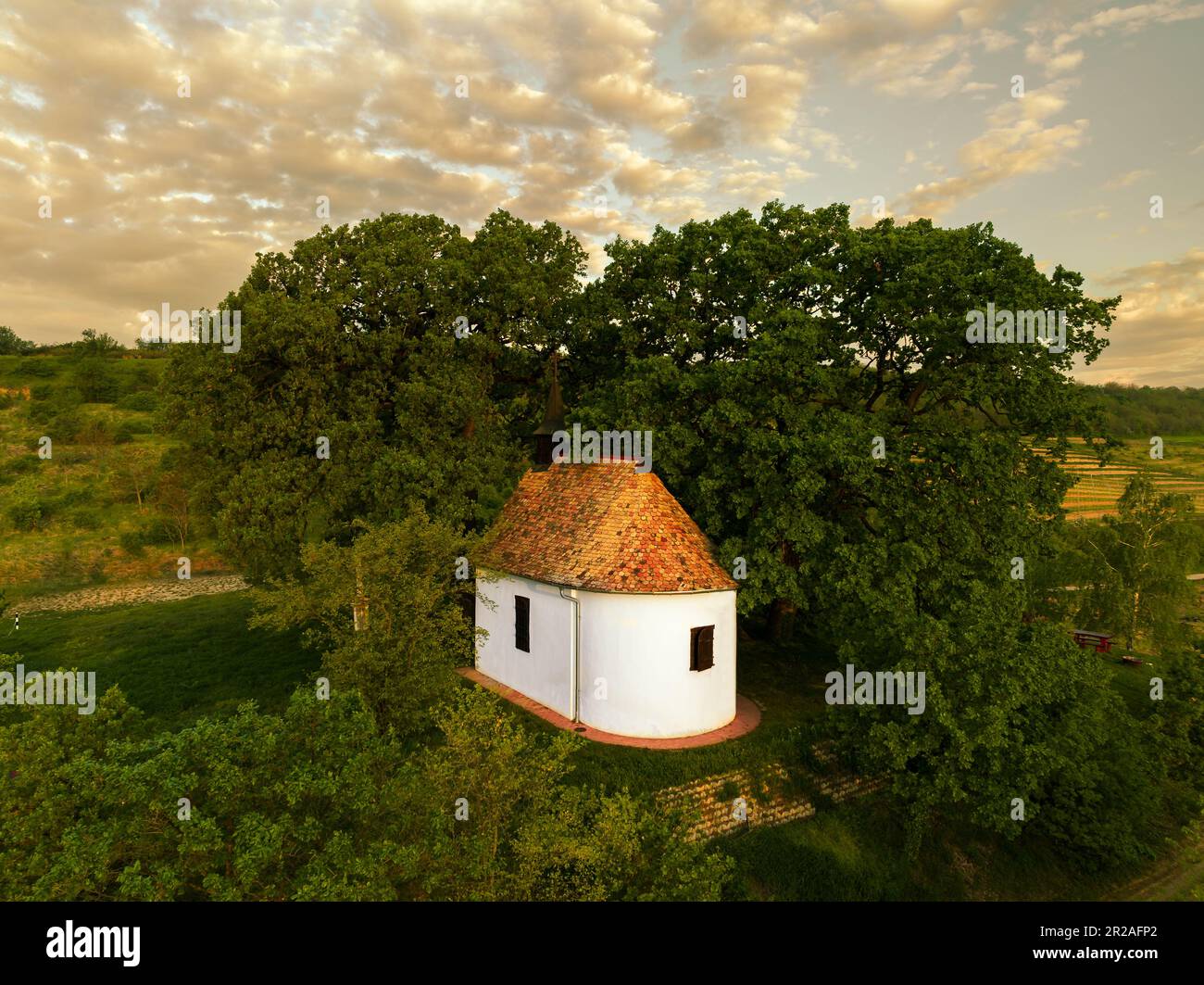 Il Quercus pubescens, comunemente noto come il rovere di rovina, il ...