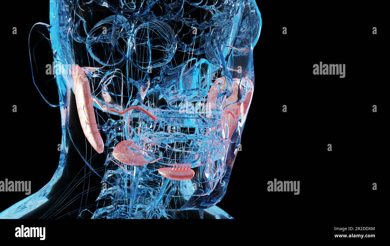 Anatomia delle ghiandole salivari umane, bocca digestiva umana ...