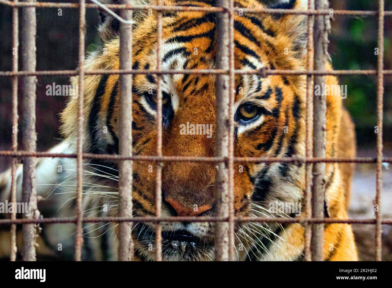 Tigre bengala immagini e fotografie stock ad alta risoluzione - Alamy
