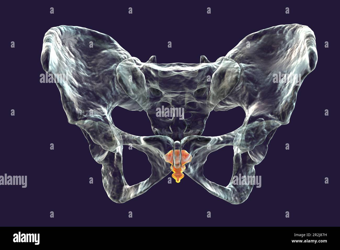 Anatomia tridimensionale immagini e fotografie stock ad alta ...