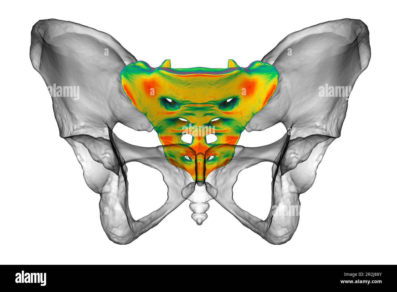 Osso sacro immagini e fotografie stock ad alta risoluzione - Alamy