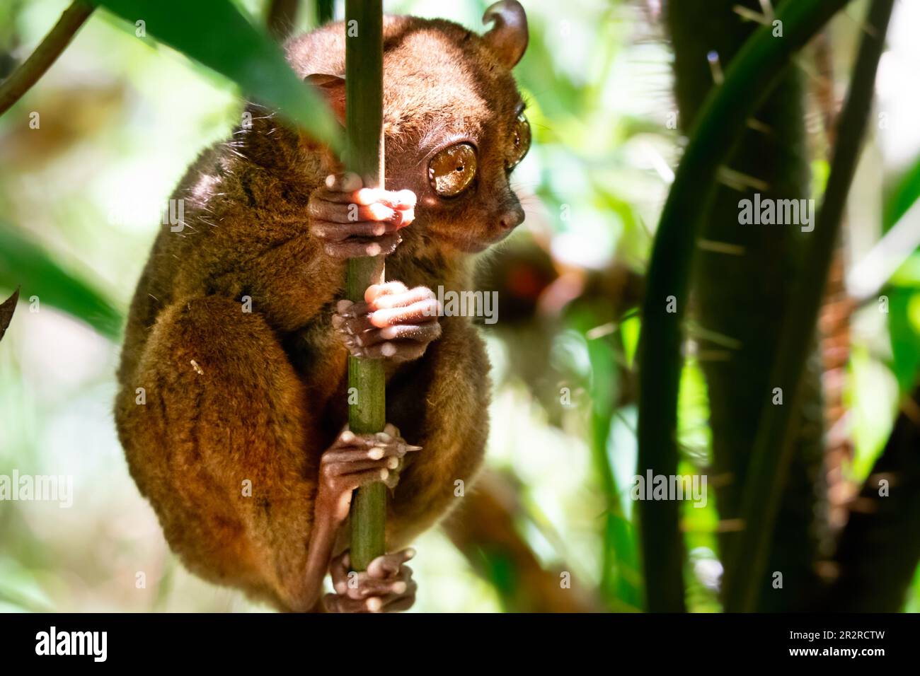 Philippine tarsier immagini e fotografie stock ad alta risoluzione - Alamy