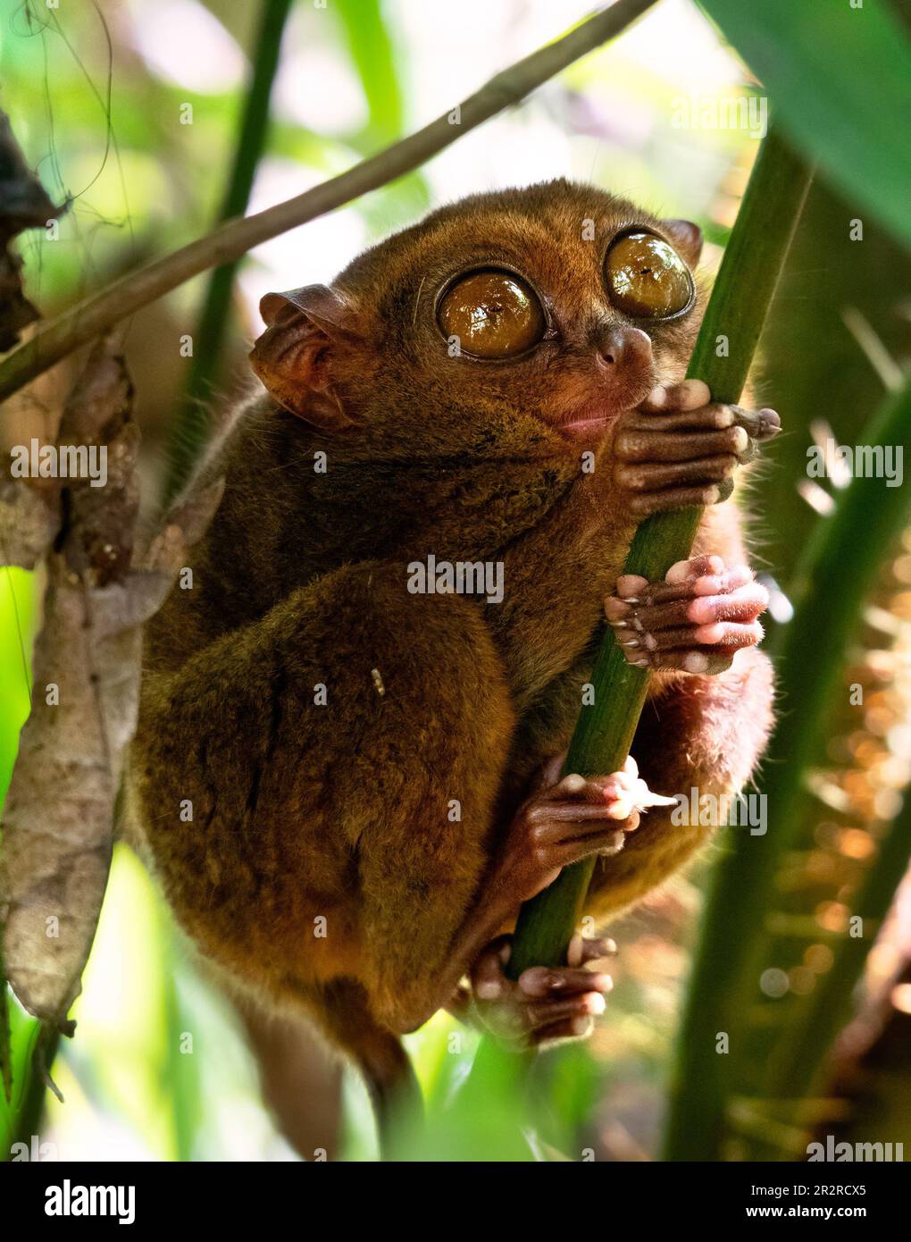 Philippine tarsier immagini e fotografie stock ad alta risoluzione - Alamy