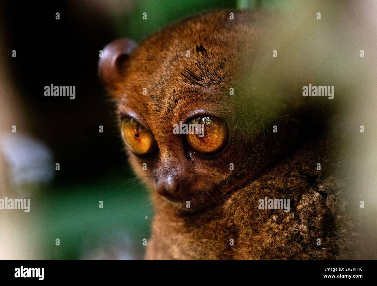 Philippine tarsier immagini e fotografie stock ad alta risoluzione - Alamy