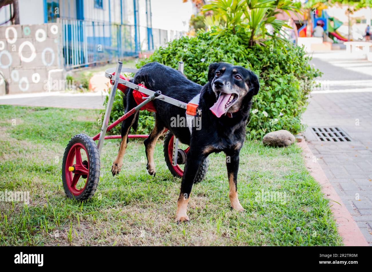 Special dog immagini e fotografie stock ad alta risoluzione - Alamy