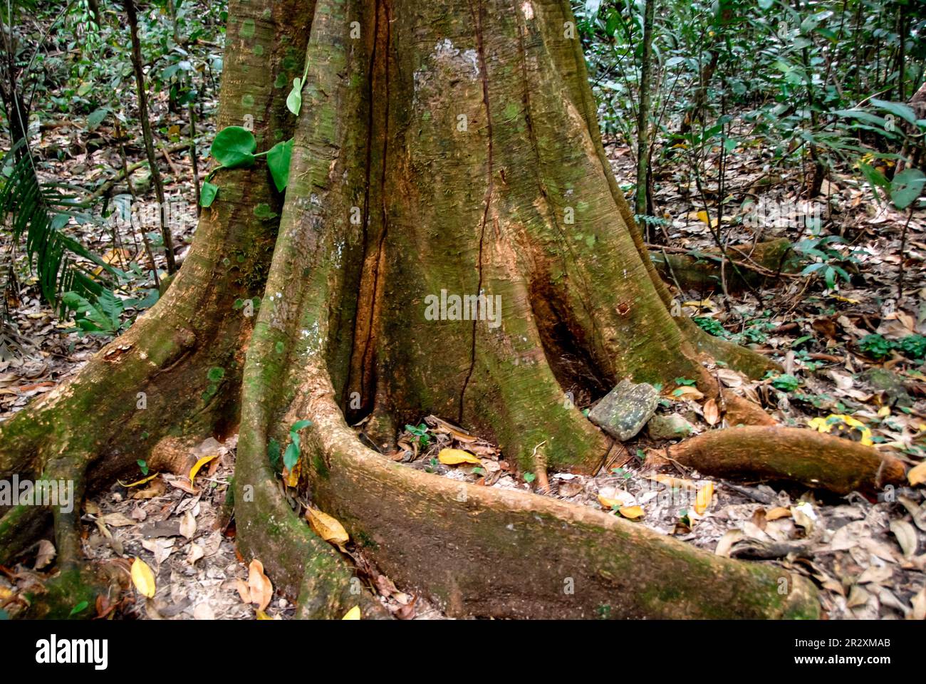 Período prehispánico immagini e fotografie stock ad alta risoluzione ...