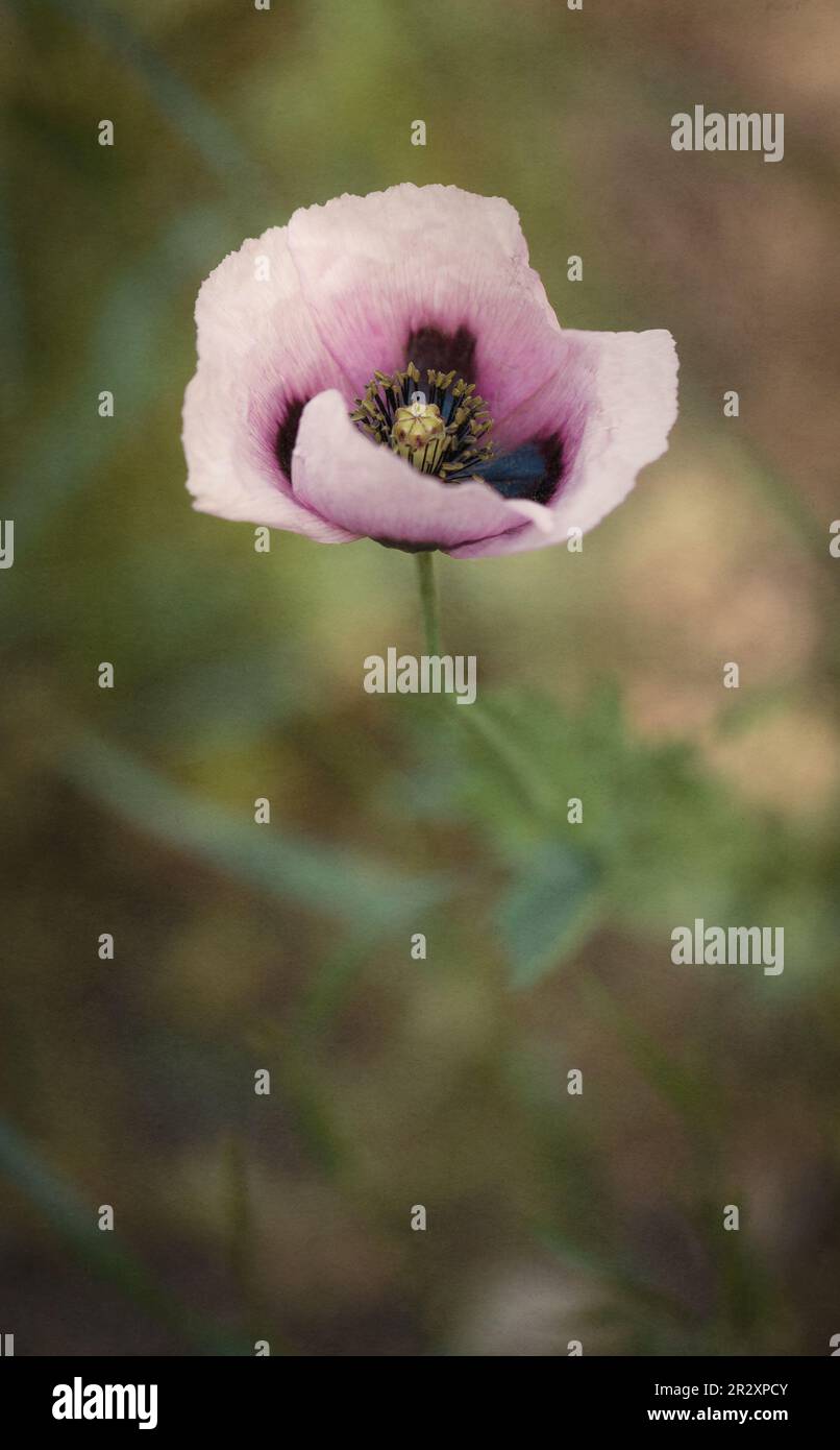 Parti del fiore immagini e fotografie stock ad alta risoluzione - Alamy