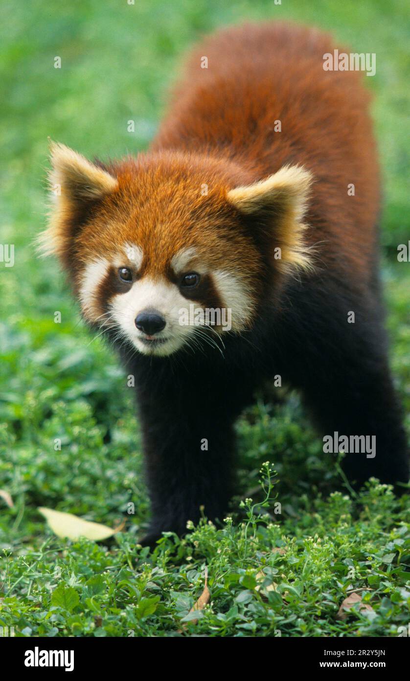 Panda rosso (Ailurus fulgens), orso di gatto, orso di gatto, panda ...