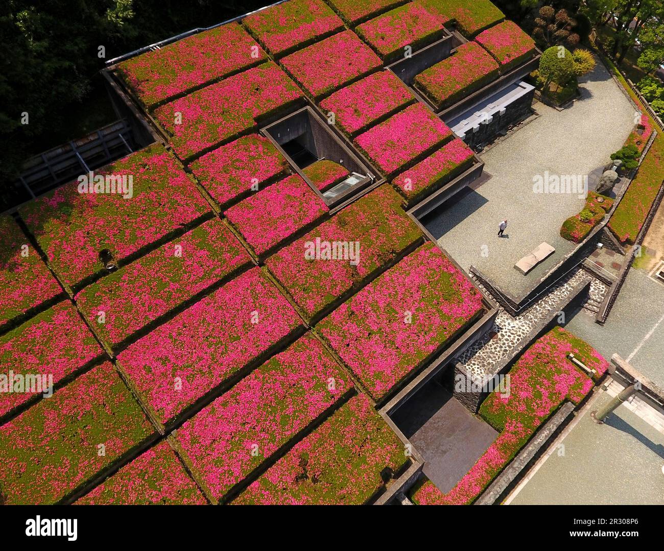 Flowers of Rhododendron indicum (Satsuki in Japanese) are in full bloom ...