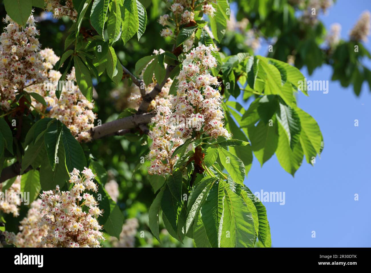 Foglie di primavera in fiore immagini e fotografie stock ad alta ...