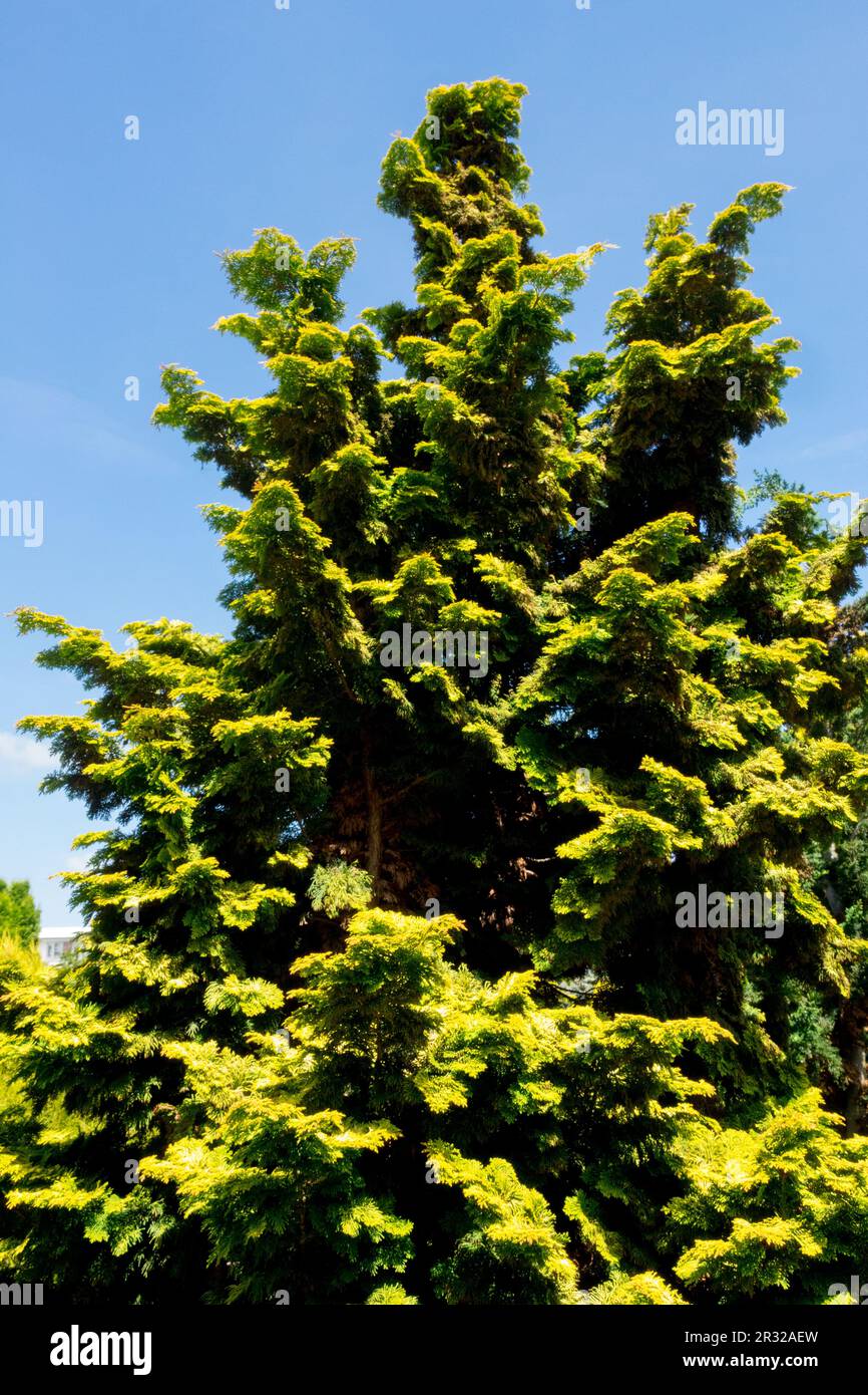 Albero di cipresso giapponese Hinoki Cypress 'Rashahiba', Chamaecyparis ...