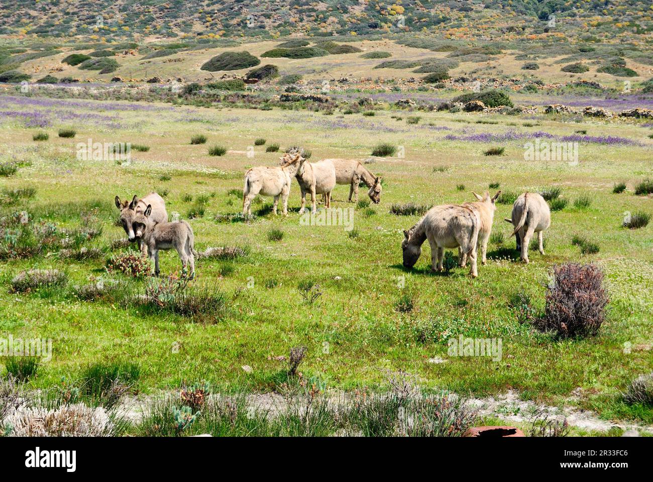 Donkey of asinara immagini e fotografie stock ad alta risoluzione - Alamy
