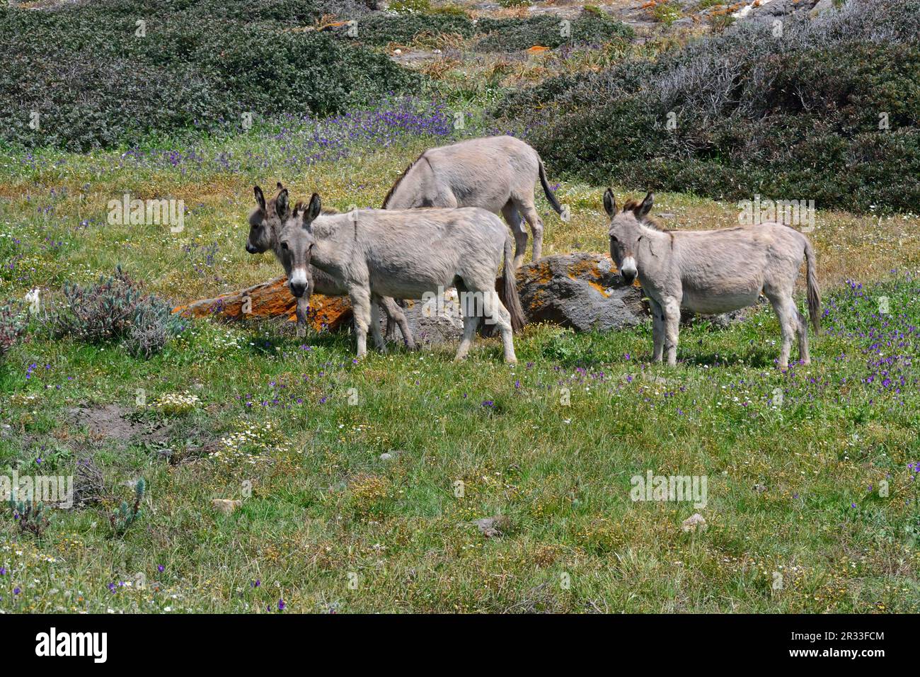 Donkey of asinara immagini e fotografie stock ad alta risoluzione - Alamy