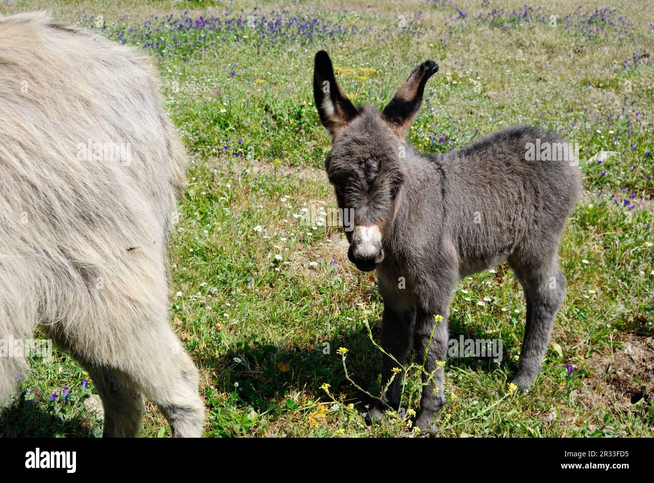 Donkey of asinara immagini e fotografie stock ad alta risoluzione - Alamy