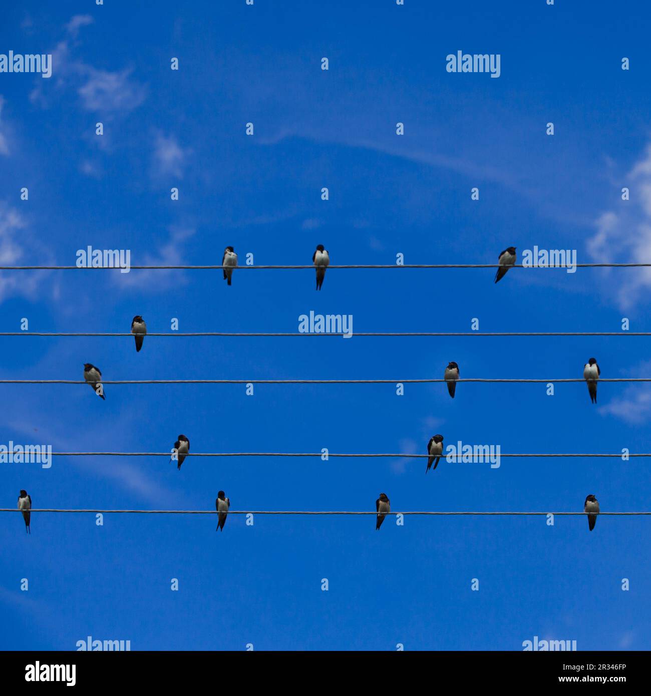 Rondini volano immagini e fotografie stock ad alta risoluzione - Alamy