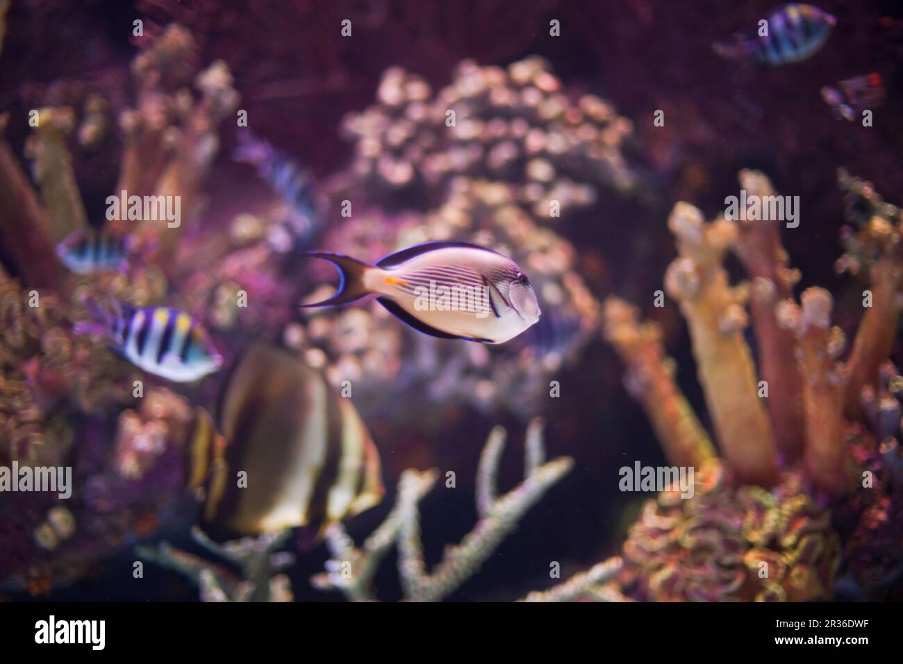 Acquario di pesci di mare immagini e fotografie stock ad alta ...
