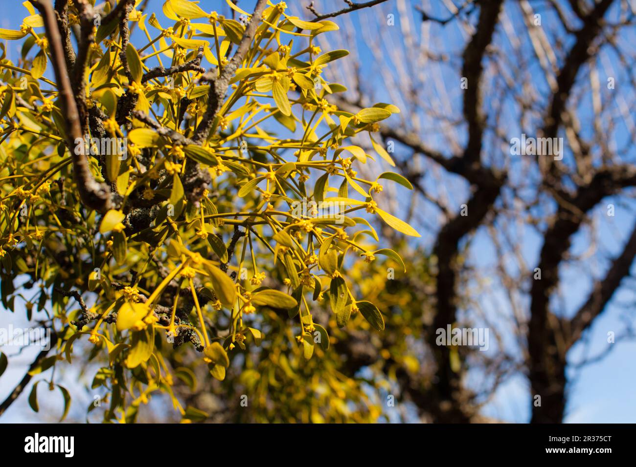Sfera di vischio immagini e fotografie stock ad alta risoluzione - Alamy