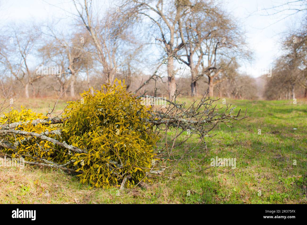 Sfera di vischio immagini e fotografie stock ad alta risoluzione - Alamy