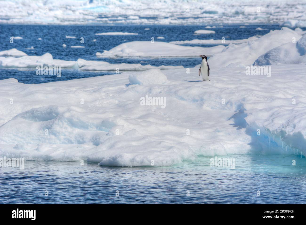 Pinguino che nidifica in antartide immagini e fotografie stock ad alta ...