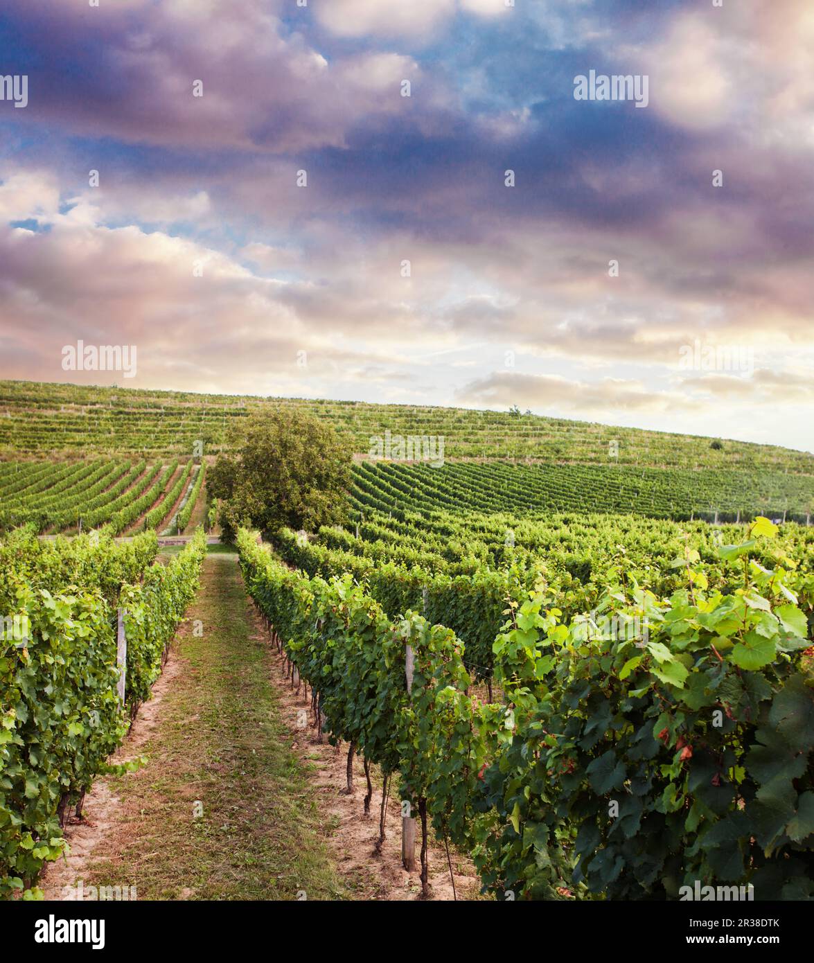 Bellissimo vigneto immagini e fotografie stock ad alta risoluzione - Alamy