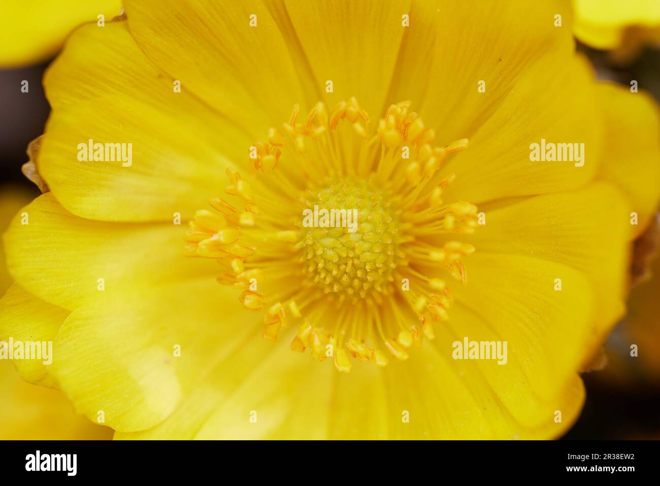 Orizzontale estremo oriente immagini e fotografie stock ad alta ...