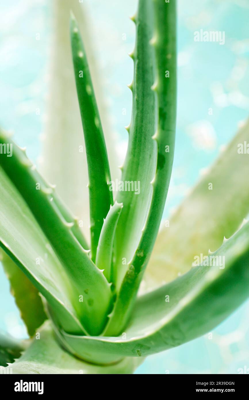 Foto di aloe vera immagini e fotografie stock ad alta risoluzione - Alamy