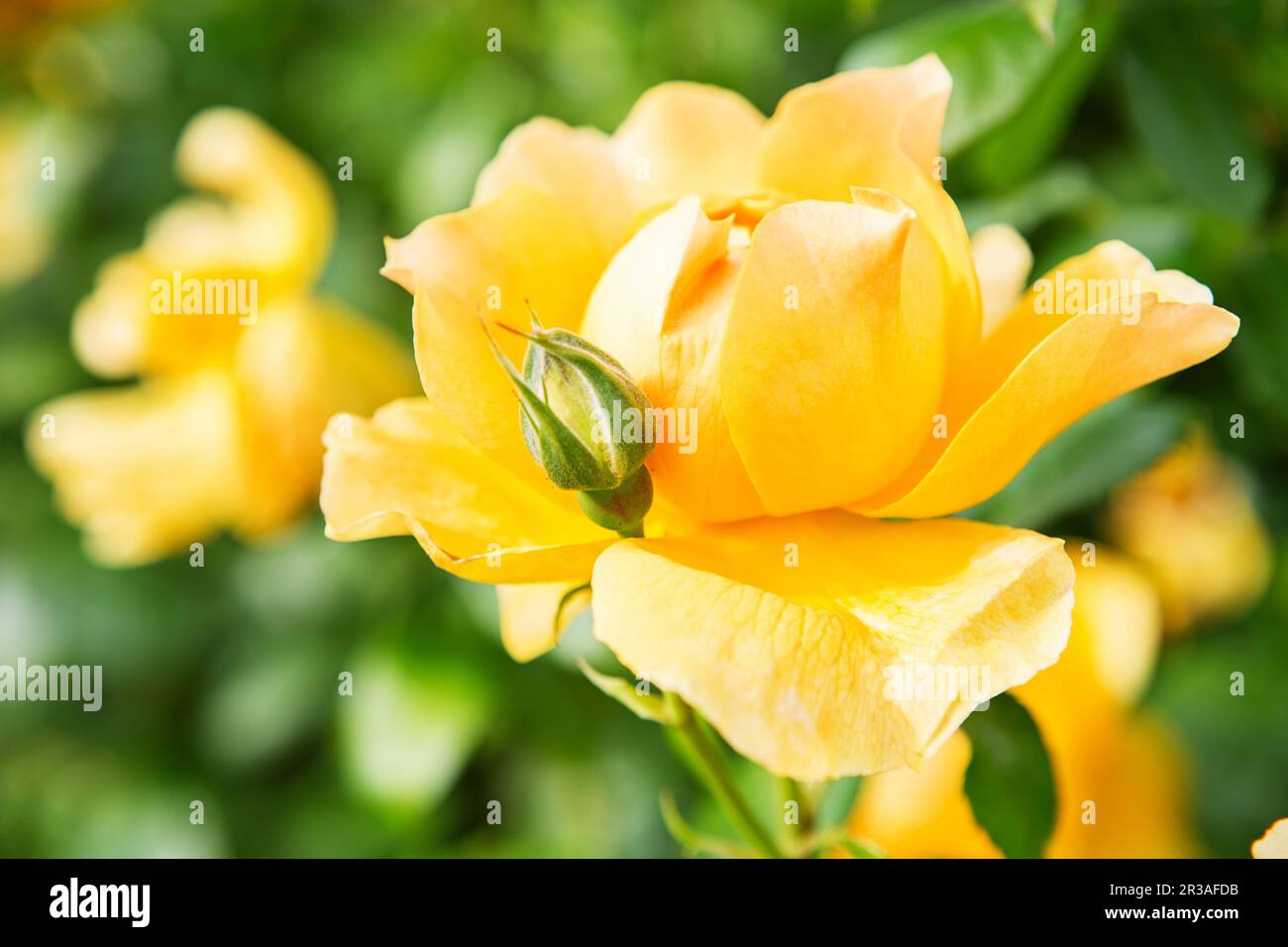 Cespuglio di rose gialle immagini e fotografie stock ad alta ...