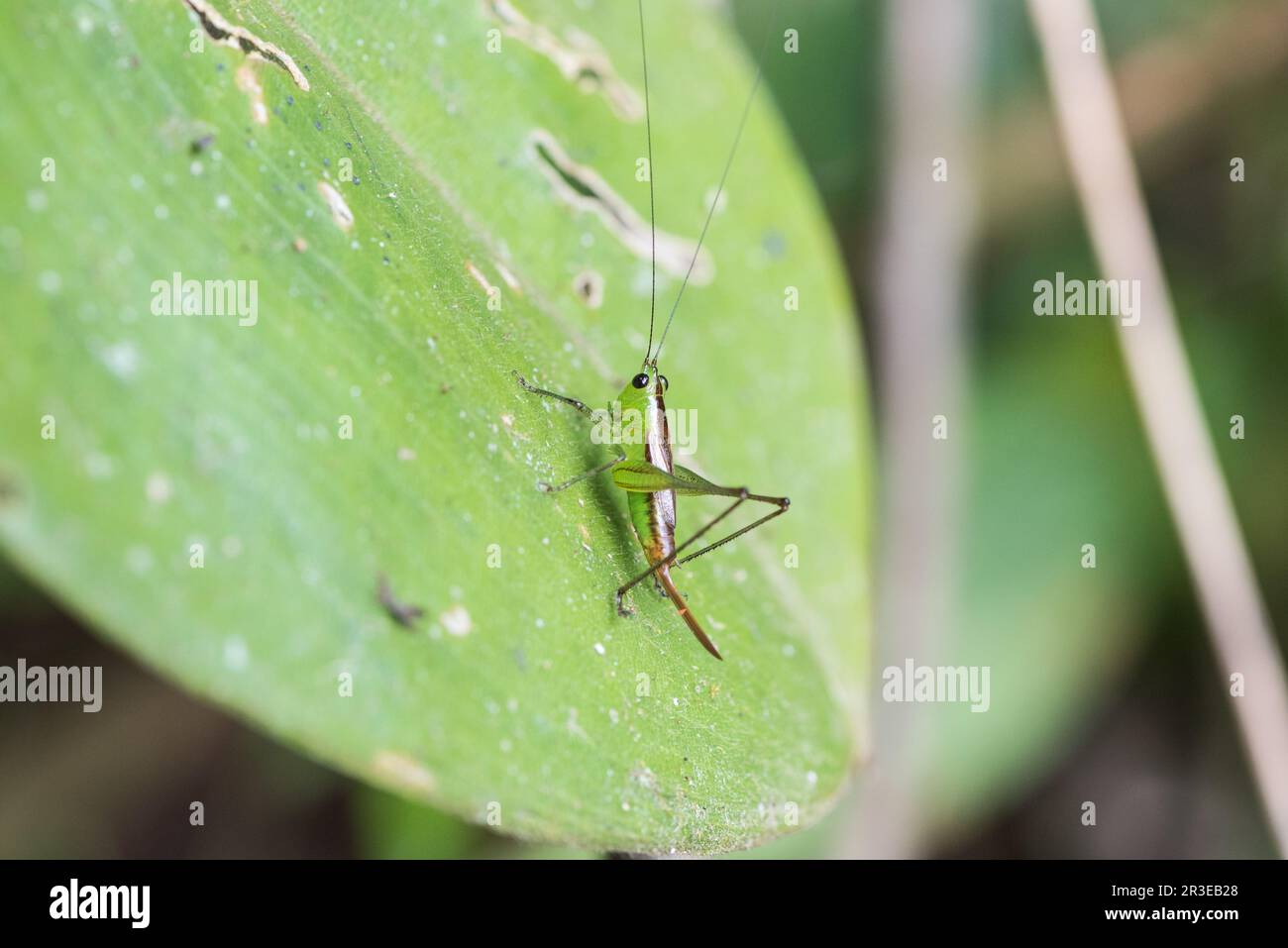 Conocephalus sp immagini e fotografie stock ad alta risoluzione - Alamy