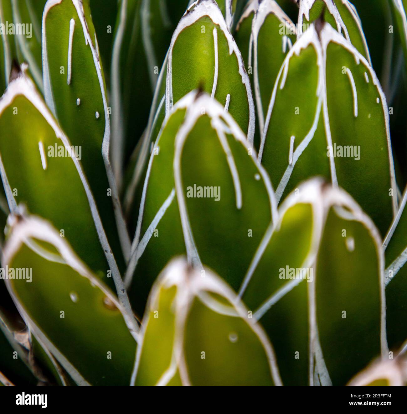 Royal agave agave victoria reginae immagini e fotografie stock ad alta ...