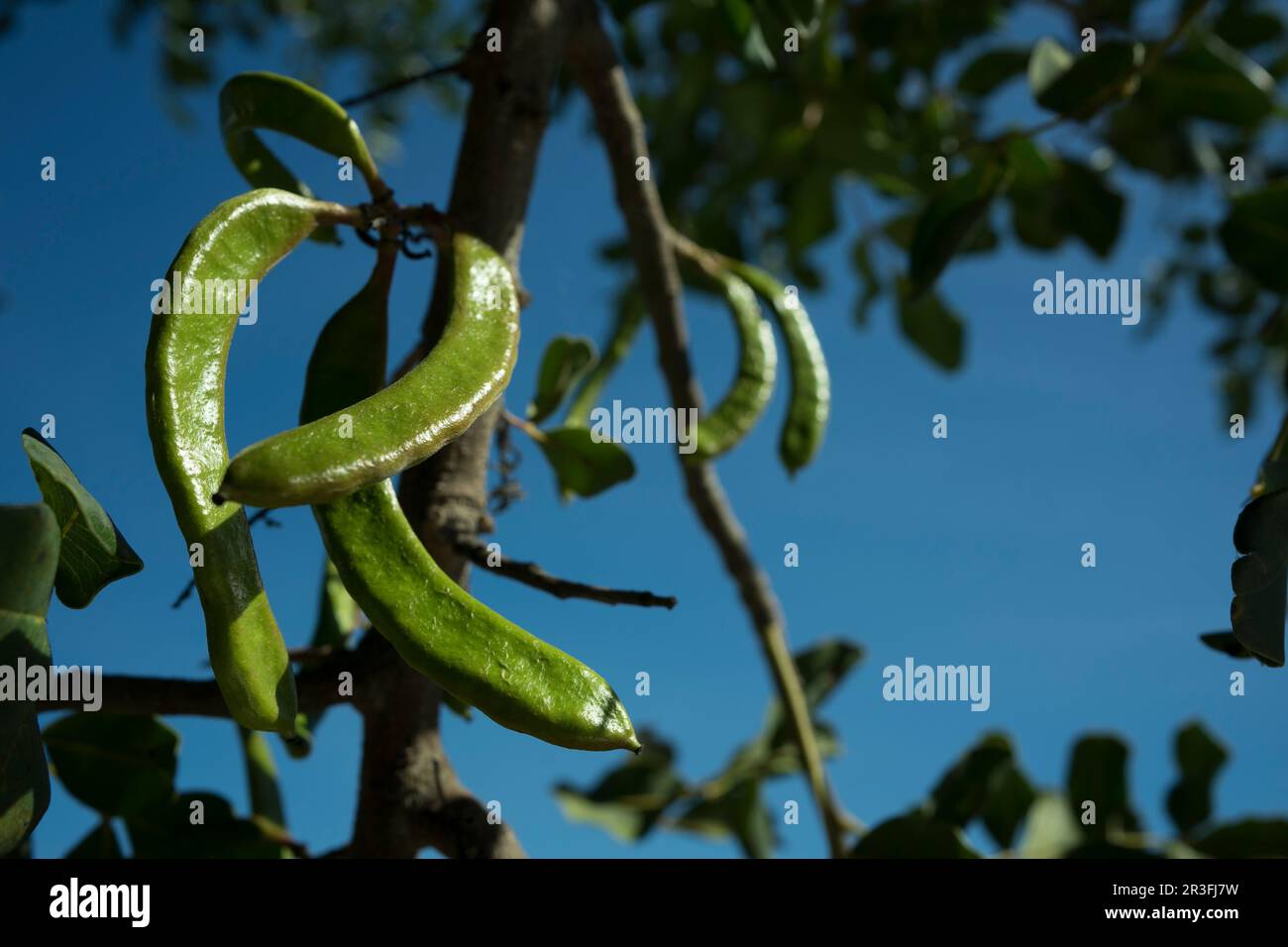 Regione atlantica immagini e fotografie stock ad alta risoluzione - Alamy