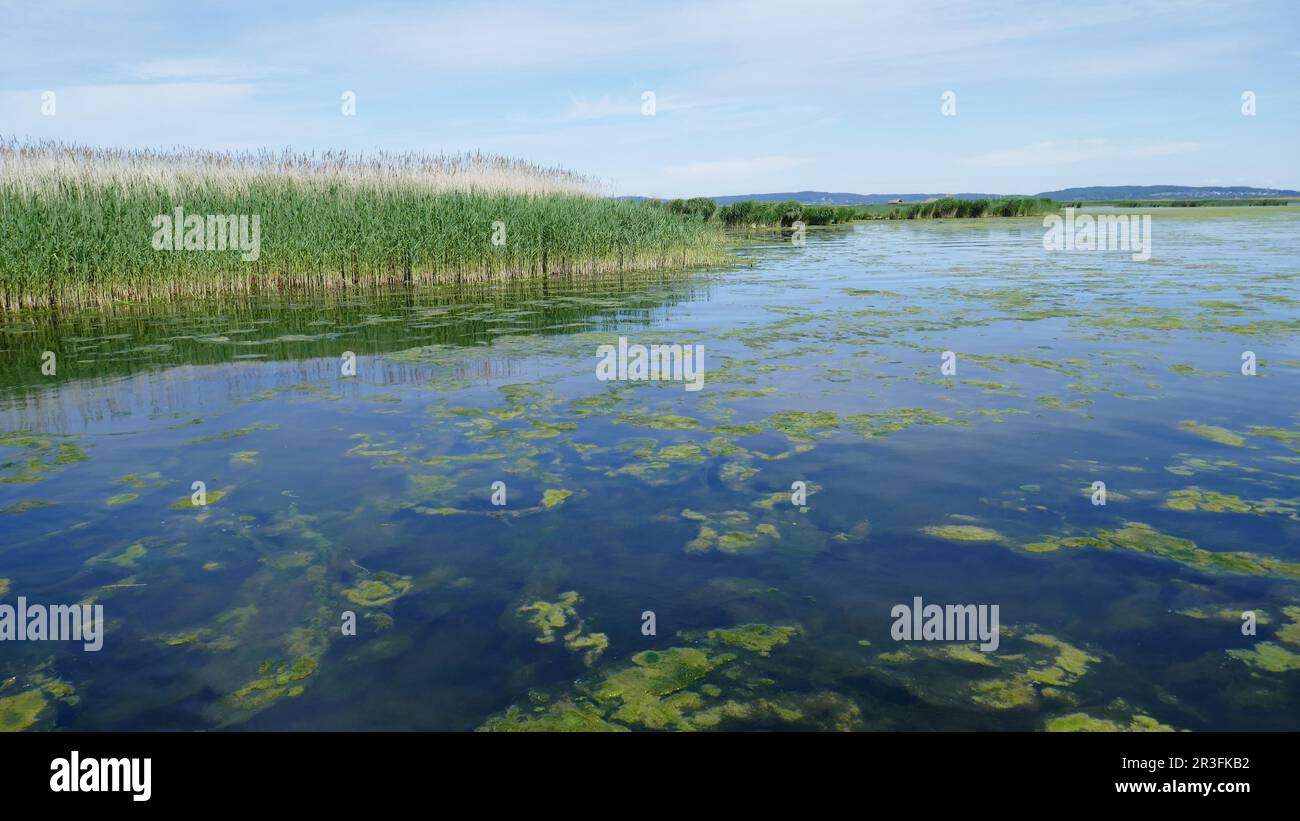 Fiume swina immagini e fotografie stock ad alta risoluzione - Alamy