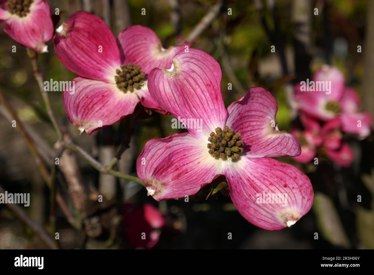 Cornus kousa fruit immagini e fotografie stock ad alta risoluzione - Alamy