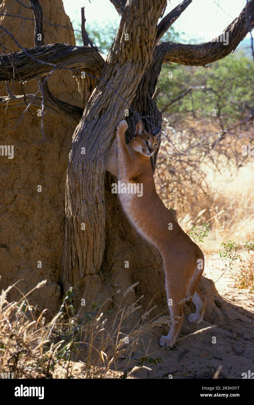 Lynx del deserto, Caracal, Caracals (Caracal caracal), Caracals ...