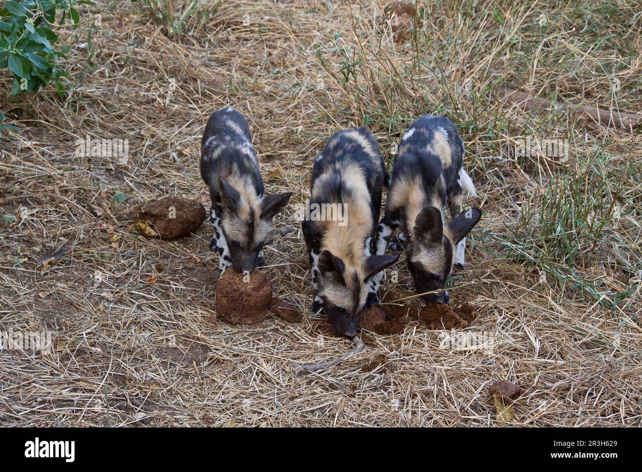 Cani selvatici africani di Dognish, cane di hyena, cane di hyena, cani ... Cani selvatici africani di Dognish, cane di hyena, cane di hyena, cani ...