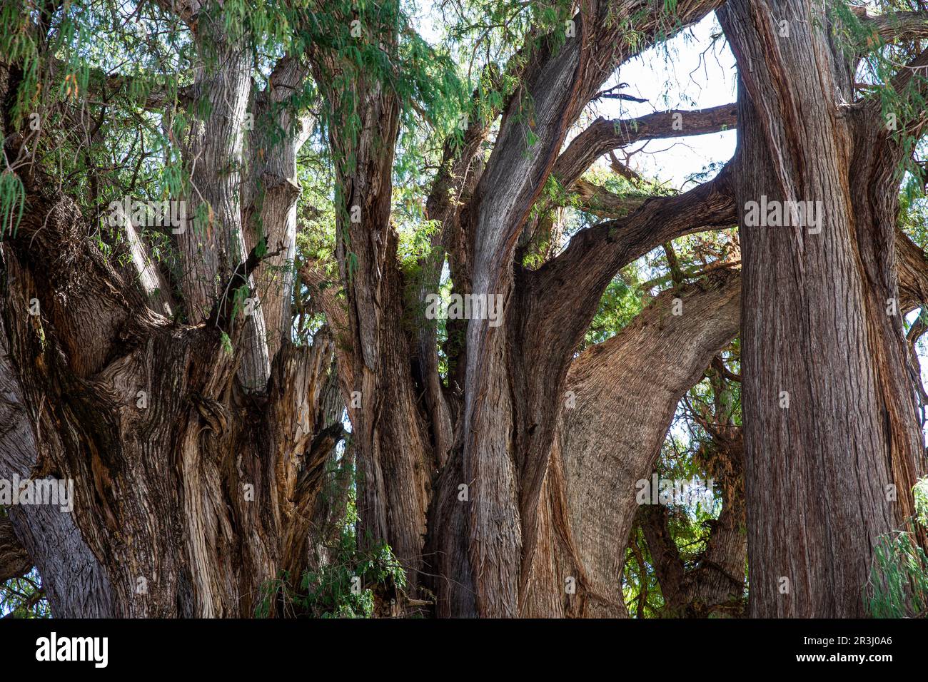 Arbol del tule immagini e fotografie stock ad alta risoluzione - Alamy