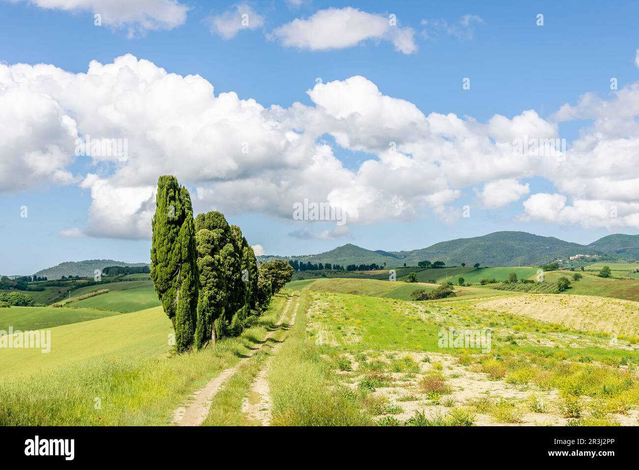 Strada sterrata con cipressi in primavera immagini e fotografie stock ...