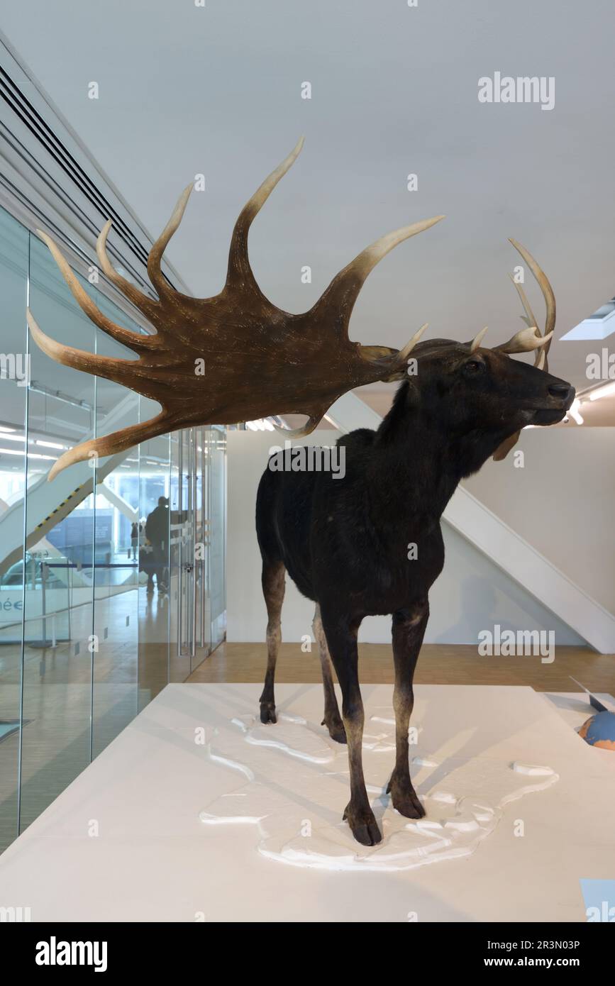 Cervo gigante di corna immagini e fotografie stock ad alta risoluzione ...