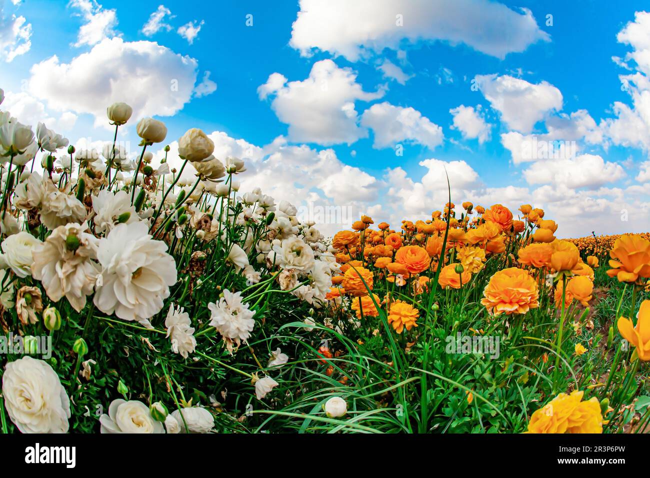 Israele primavera immagini e fotografie stock ad alta risoluzione - Alamy