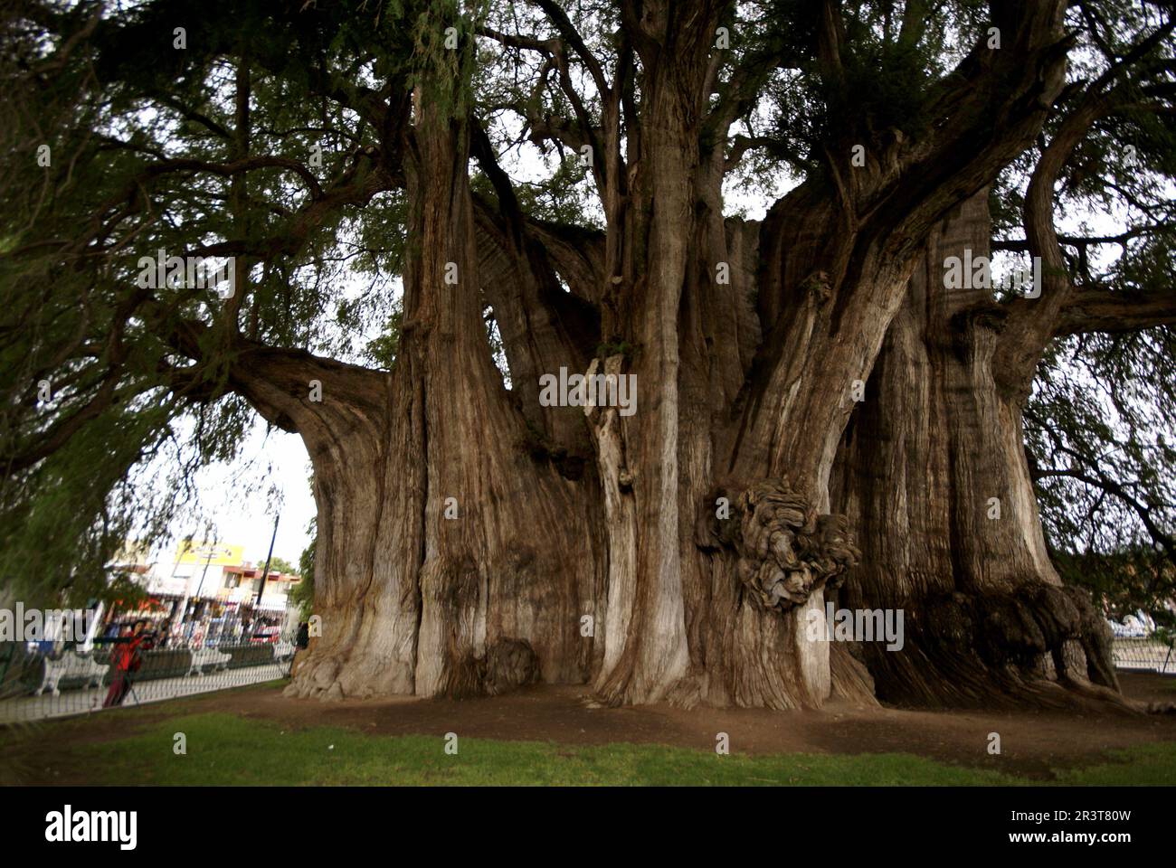 El arbol de tule immagini e fotografie stock ad alta risoluzione - Alamy