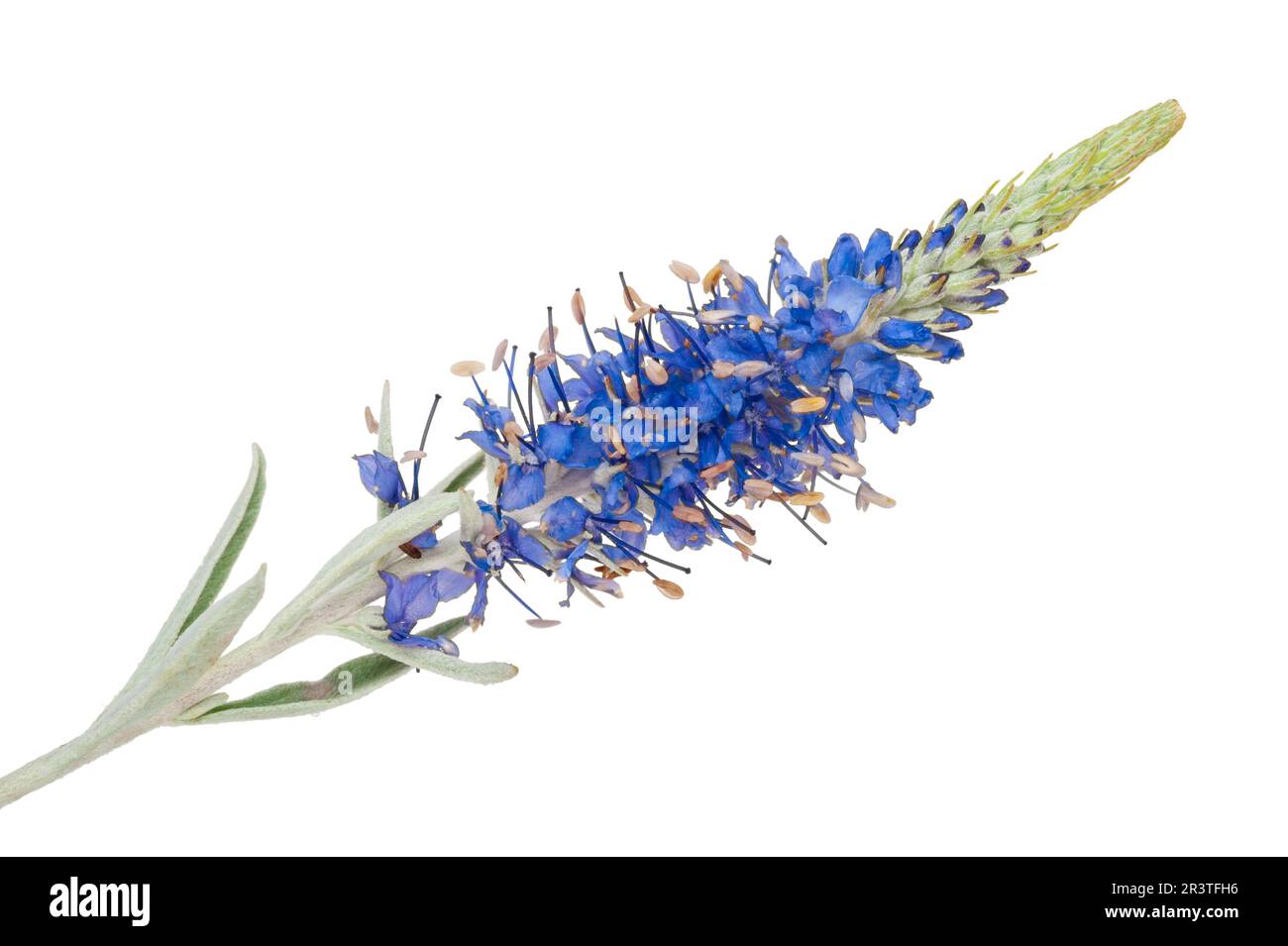 Pianta di veronica Immagini senza sfondo e Foto Stock ritagliate - Alamy