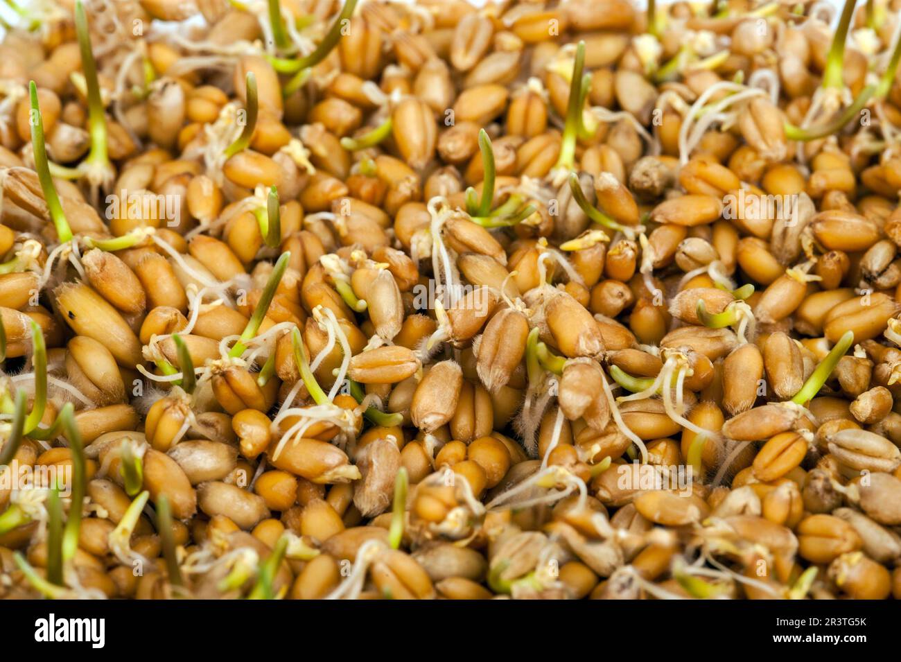 Germinazione delle colture immagini e fotografie stock ad alta ...