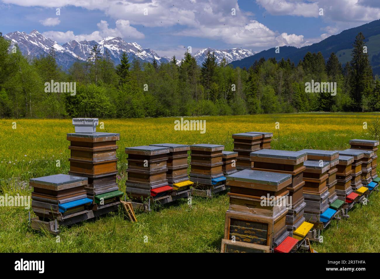 Insect nest boxes immagini e fotografie stock ad alta risoluzione - Alamy