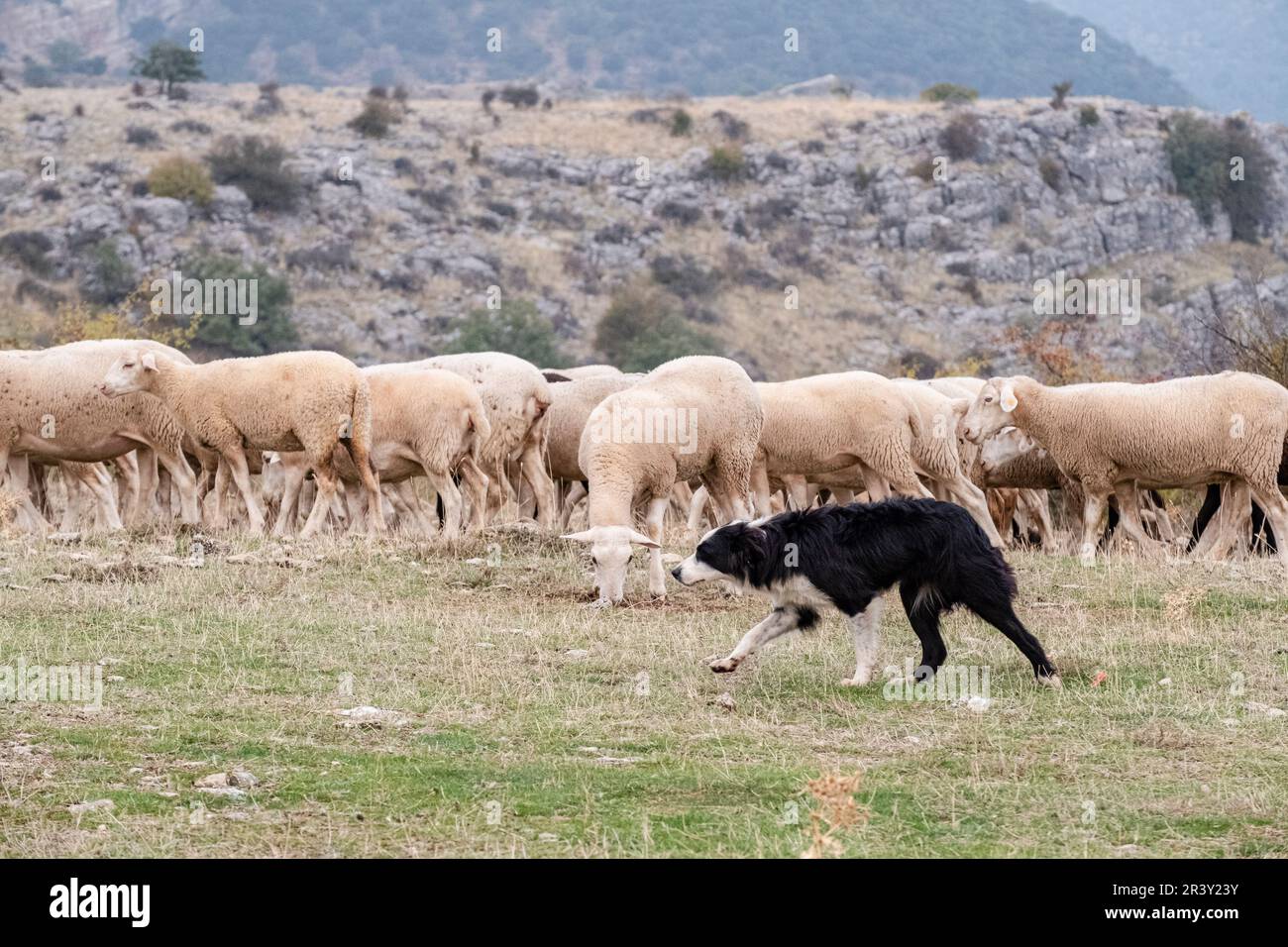 Portando il suo gregge di pecore immagini e fotografie stock ad alta ...