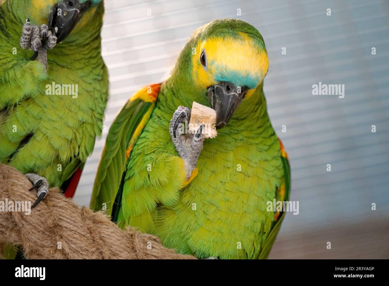 Verde pappagallino immagini e fotografie stock ad alta risoluzione - Alamy