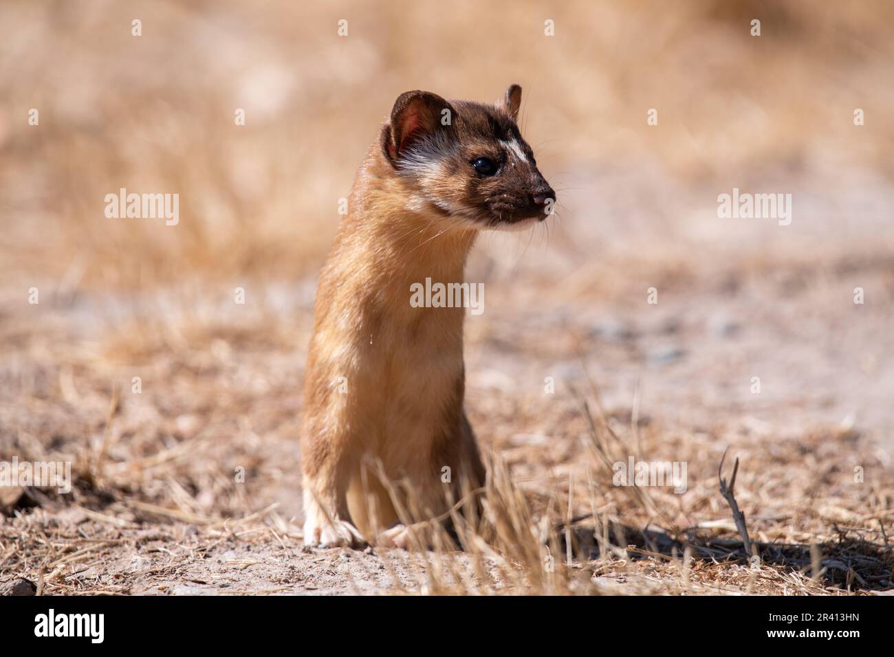 Furetto in campo immagini e fotografie stock ad alta risoluzione - Alamy