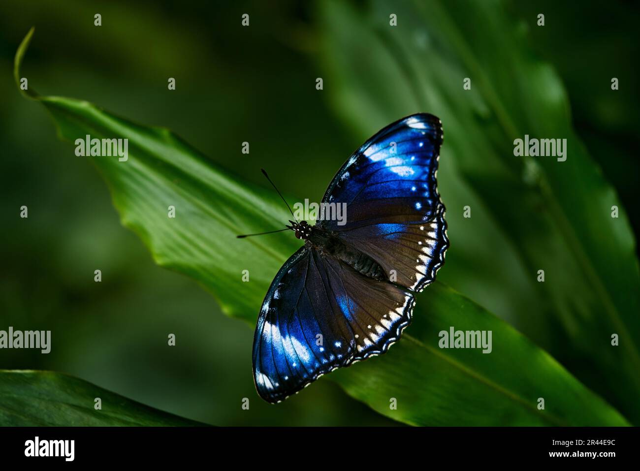 Farfalla della luna blu immagini e fotografie stock ad alta risoluzione ...