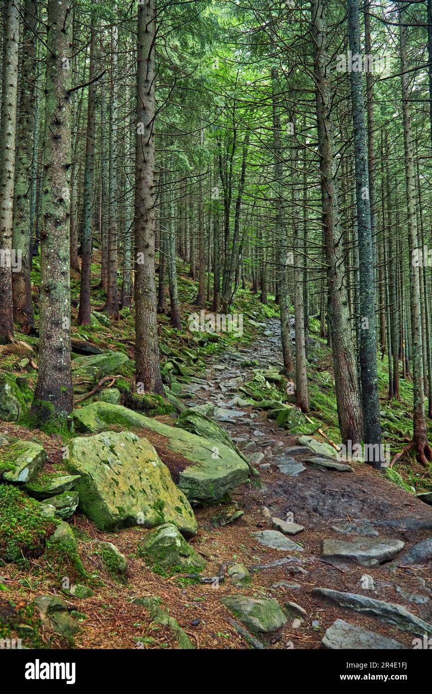 Escursioni in montagna. Bellissimo sentiero in pietra su una pista ...